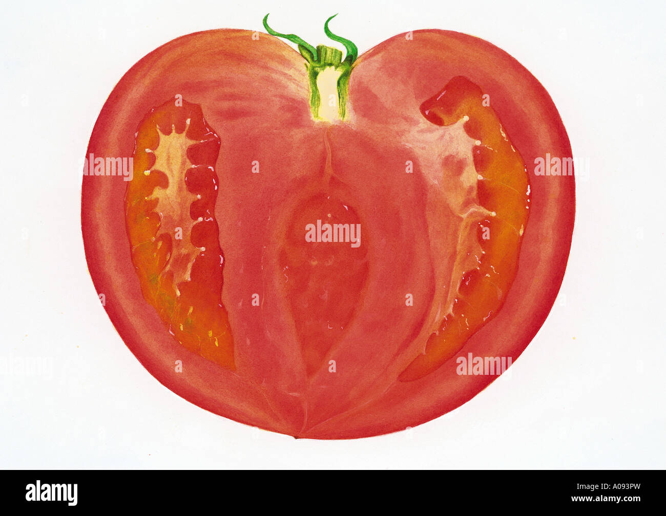 Illustration of Cross Section of Tomato Stock Photo - Alamy