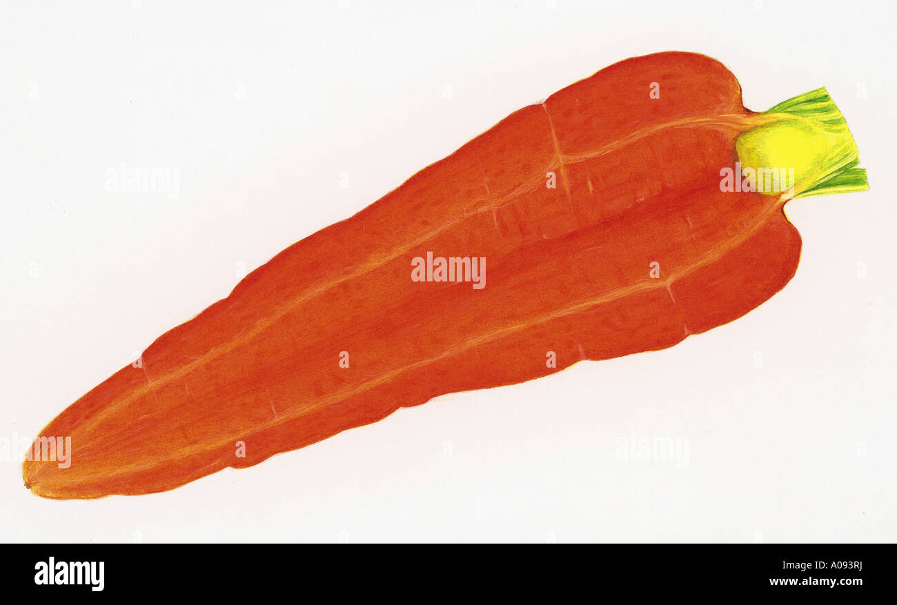 Illustration cross section carrot hi-res stock photography and images ...