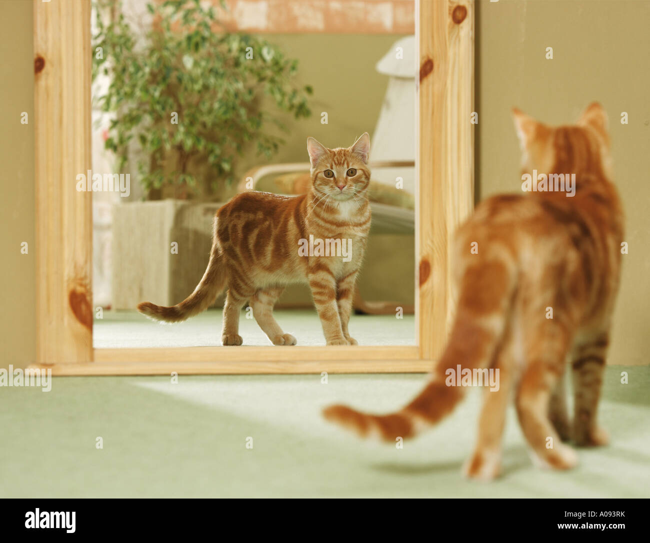 Cat mirror reflection hi-res stock photography and images - Alamy