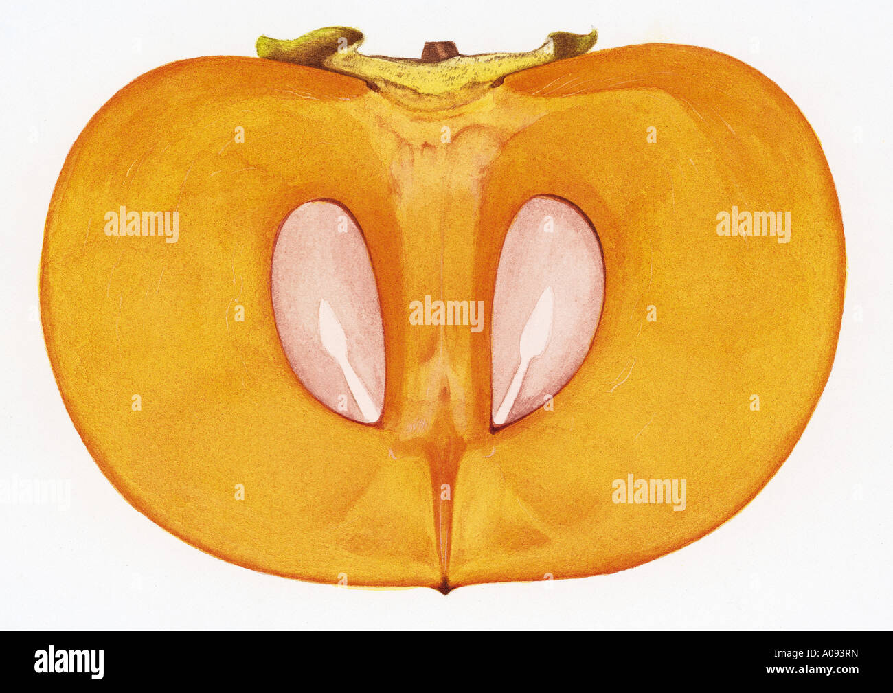 Illustration of Cross Section of Persimmon Stock Photo - Alamy