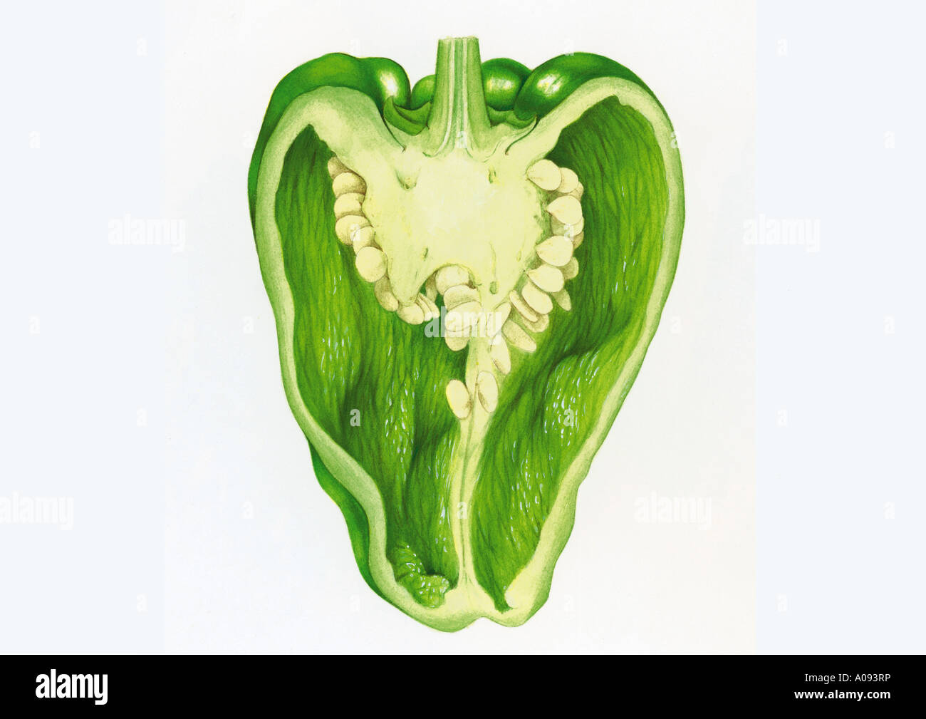 Illustration cross section bell pepper hi-res stock photography and ...