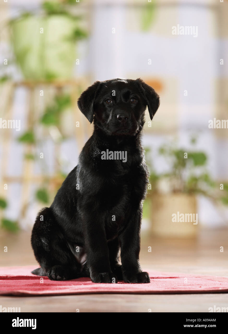 young black Labrador Retriever - sitting Stock Photo - Alamy