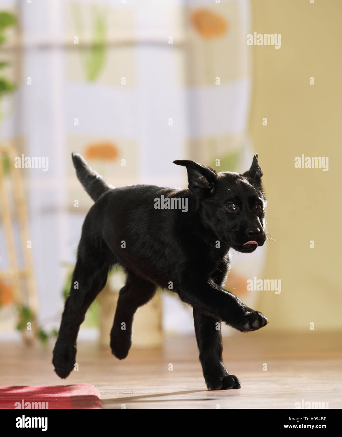 young black Labrador Retriever - running Stock Photo - Alamy