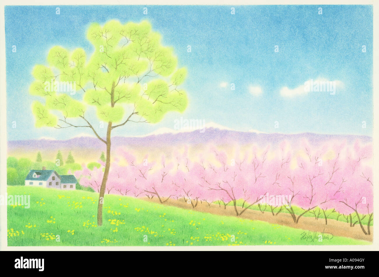 Illustration of Peach Trees in Spring Stock Photo - Alamy