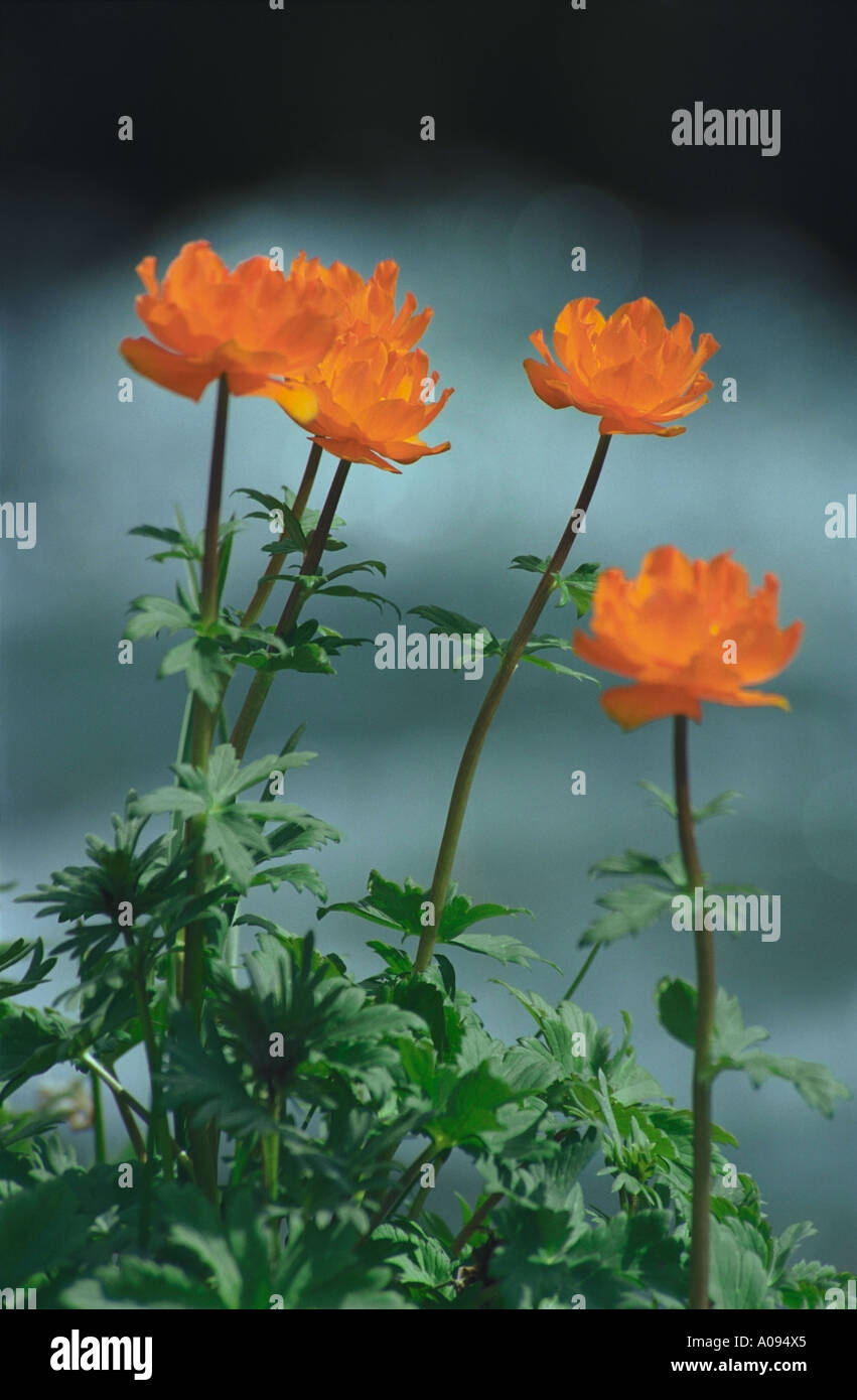 Wild globe flowers Trollius on a mountain brook’s bank. The Northern ...