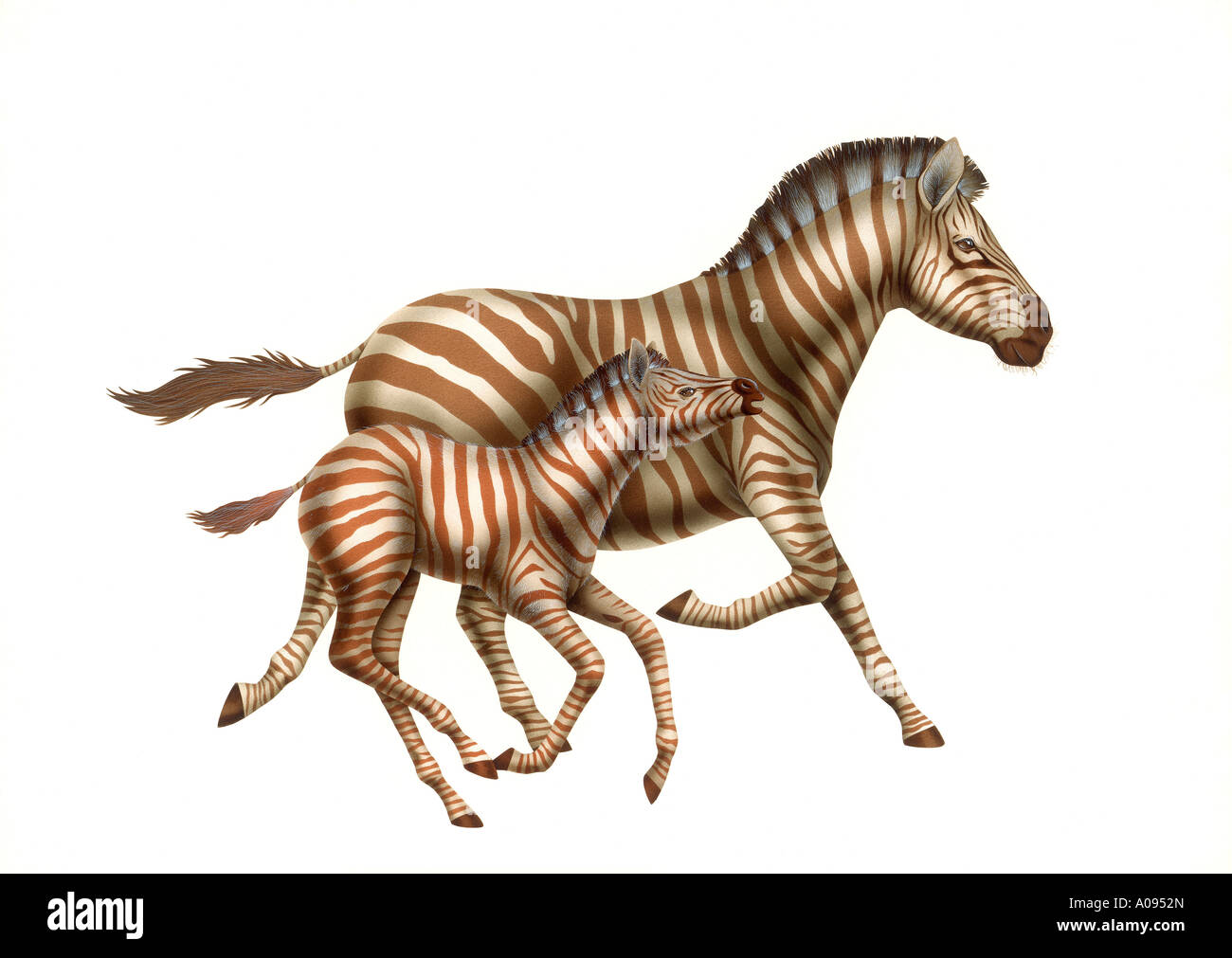 Illustration of Zebra with Foal Stock Photo - Alamy