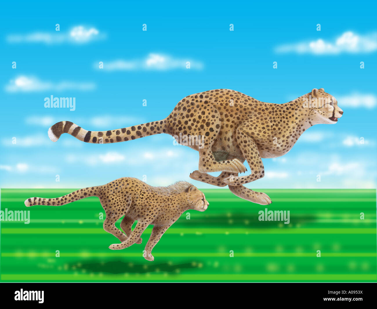 Running Baby Cheetah
