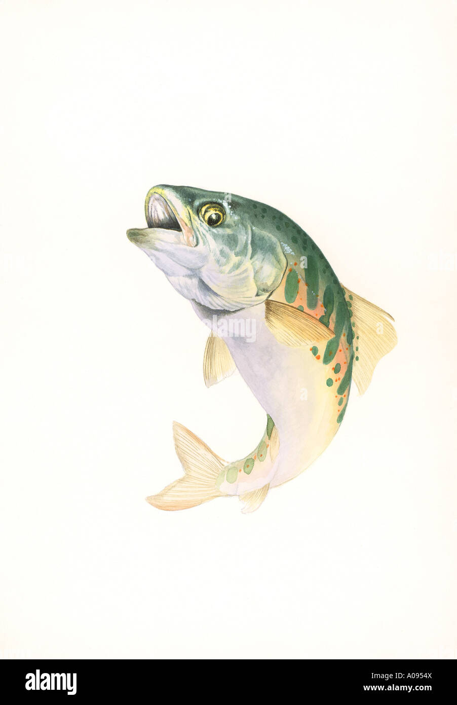 Illustration of a Red Spotted Trout Stock Photo - Alamy