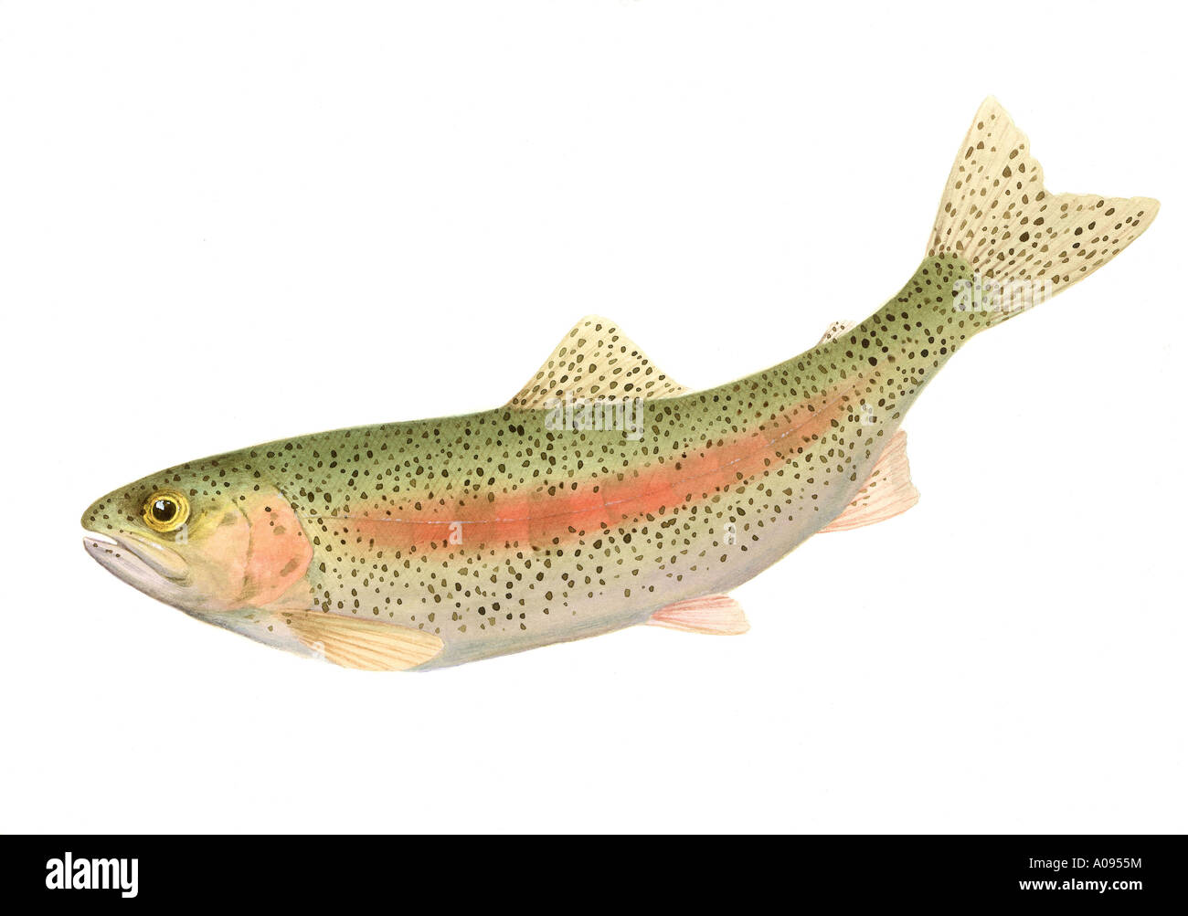 Trout colours Cut Out Stock Images & Pictures - Alamy
