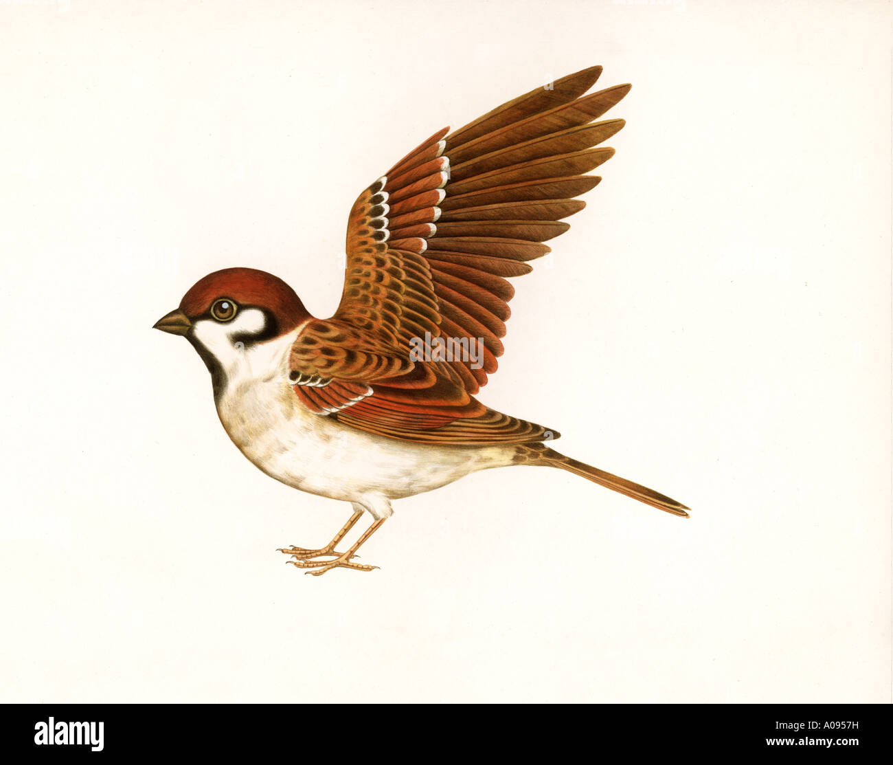 Eurasian Tree Sparrow Stock Photo - Alamy Eurasian Tree Sparrow Stock Photo - Alamy