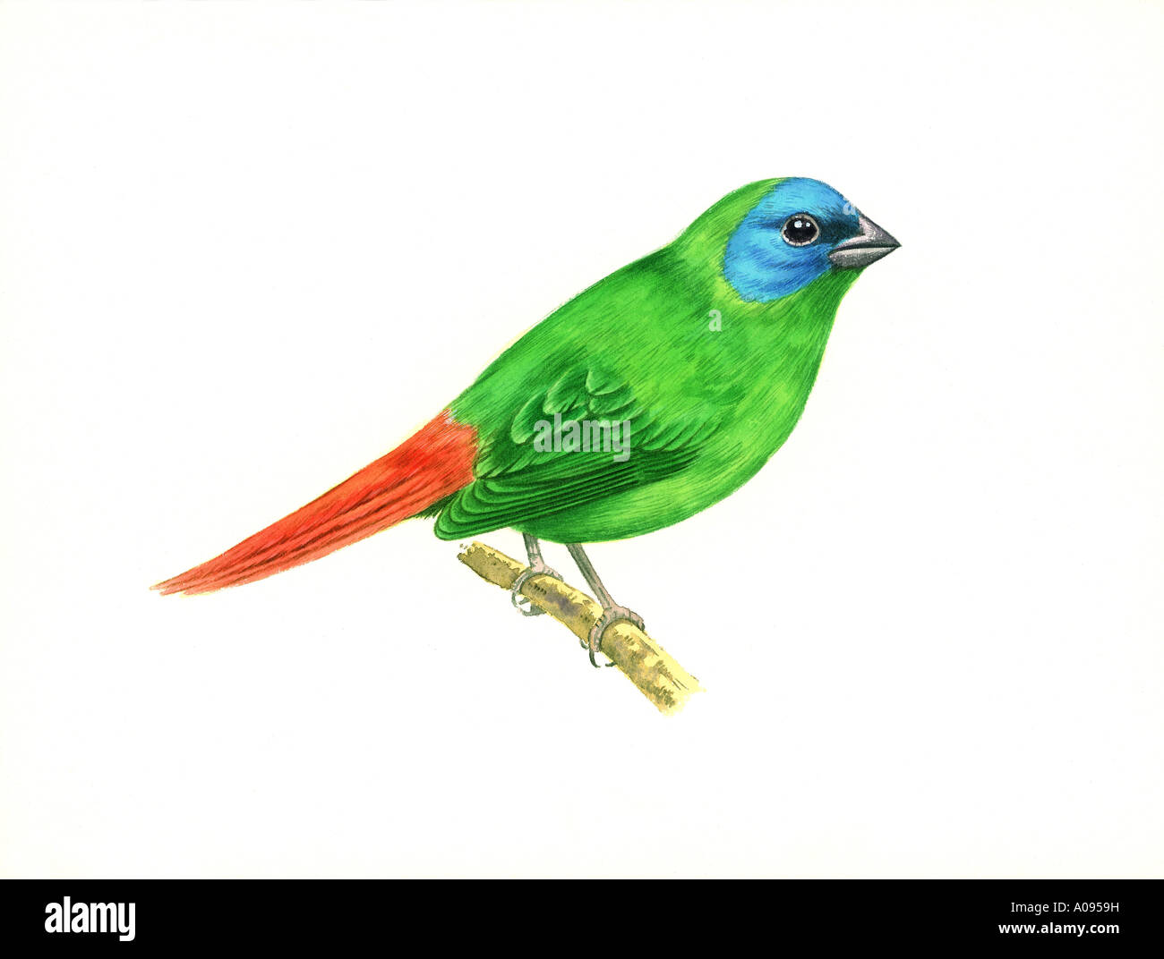 Three coloured Parrot Finch Stock Photo - Alamy