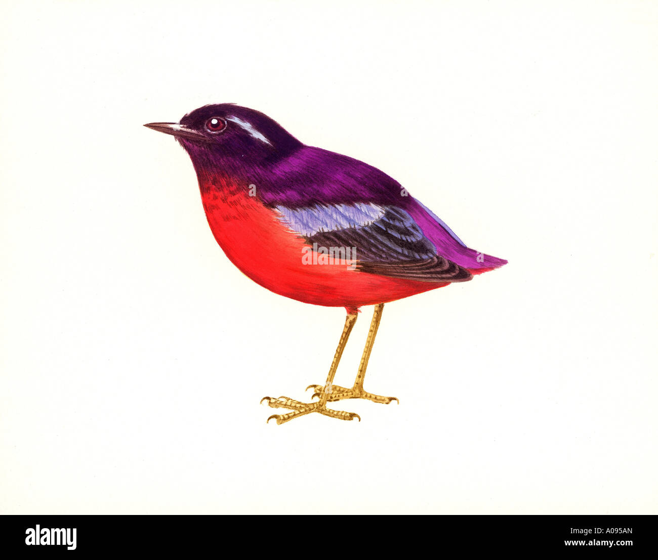 Garnet pitta hi-res stock photography and images - Alamy