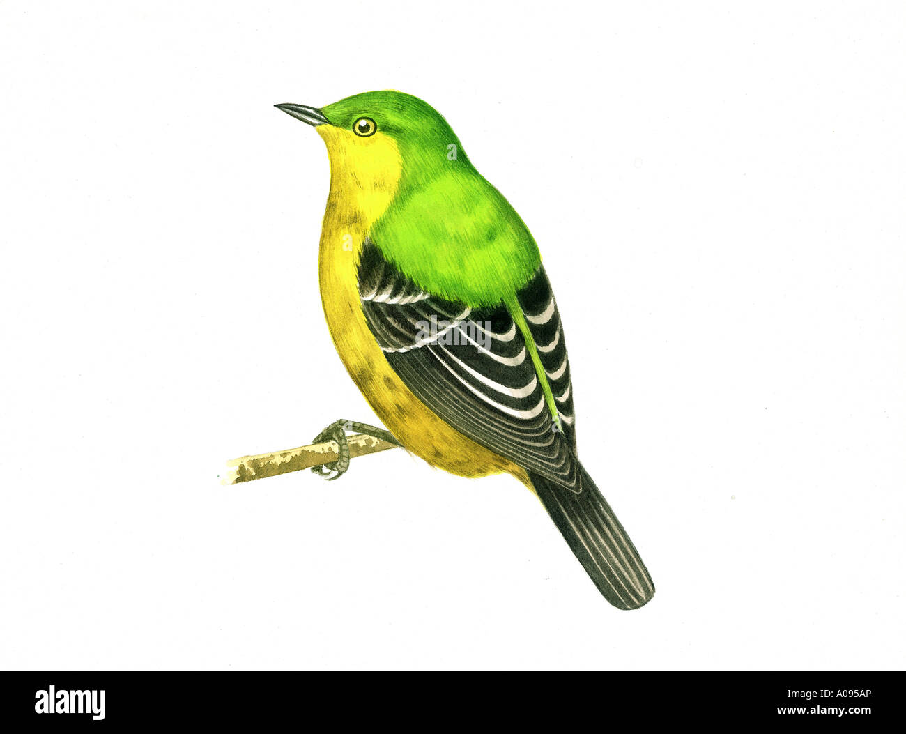 Yellow iora hi-res stock photography and images - Alamy