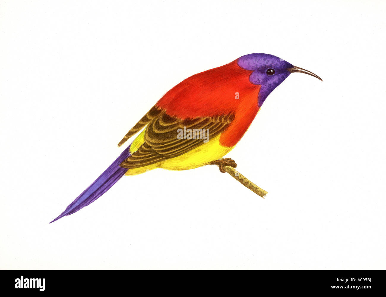 Sunbird birds Cut Out Stock Images & Pictures - Alamy