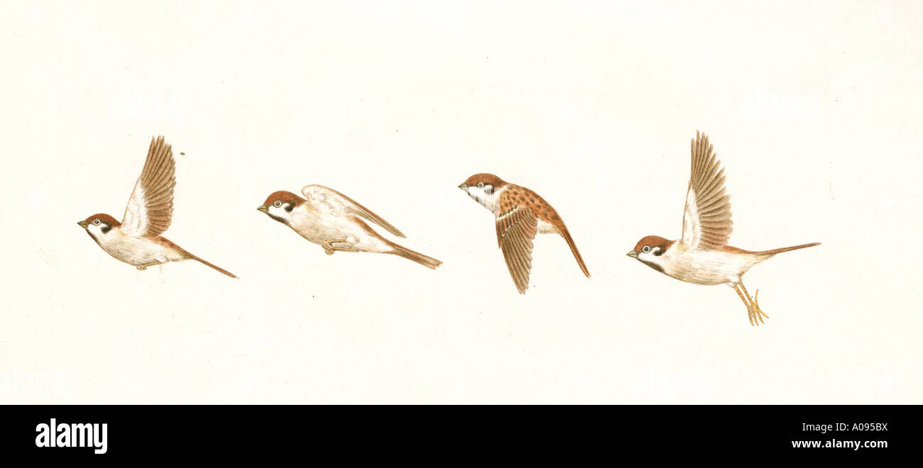 Eurasian Tree Sparrow Stock Photo - Alamy