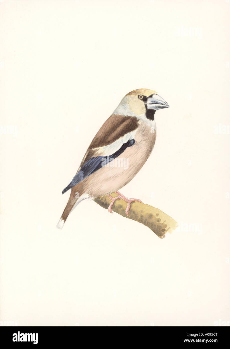 Hawfinch illustration hi-res stock photography and images - Alamy