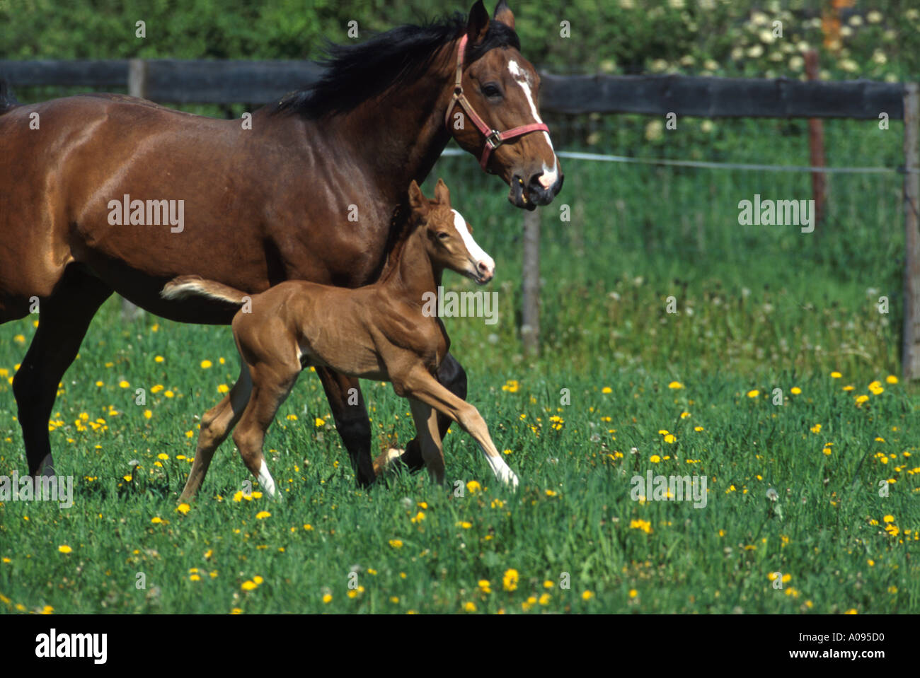 horses on meadow in springtime animals Stock Photo - Alamy