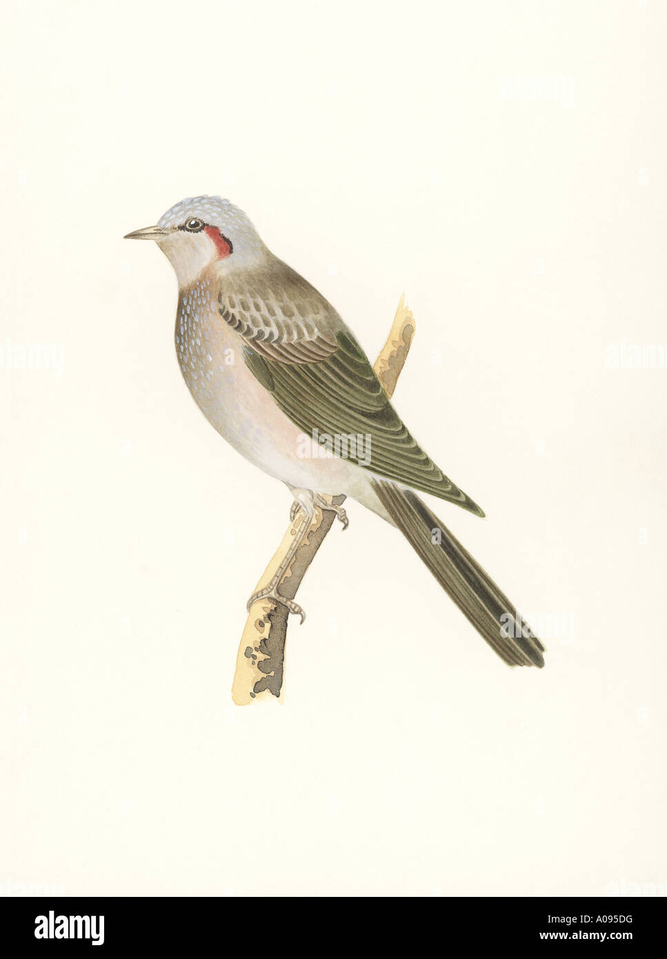 Brown eared Bulbul Stock Photo - Alamy