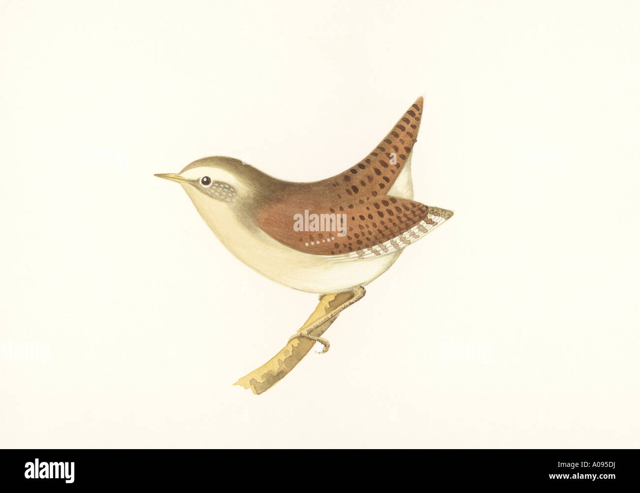 Wren bird illustration hi-res stock photography and images - Alamy