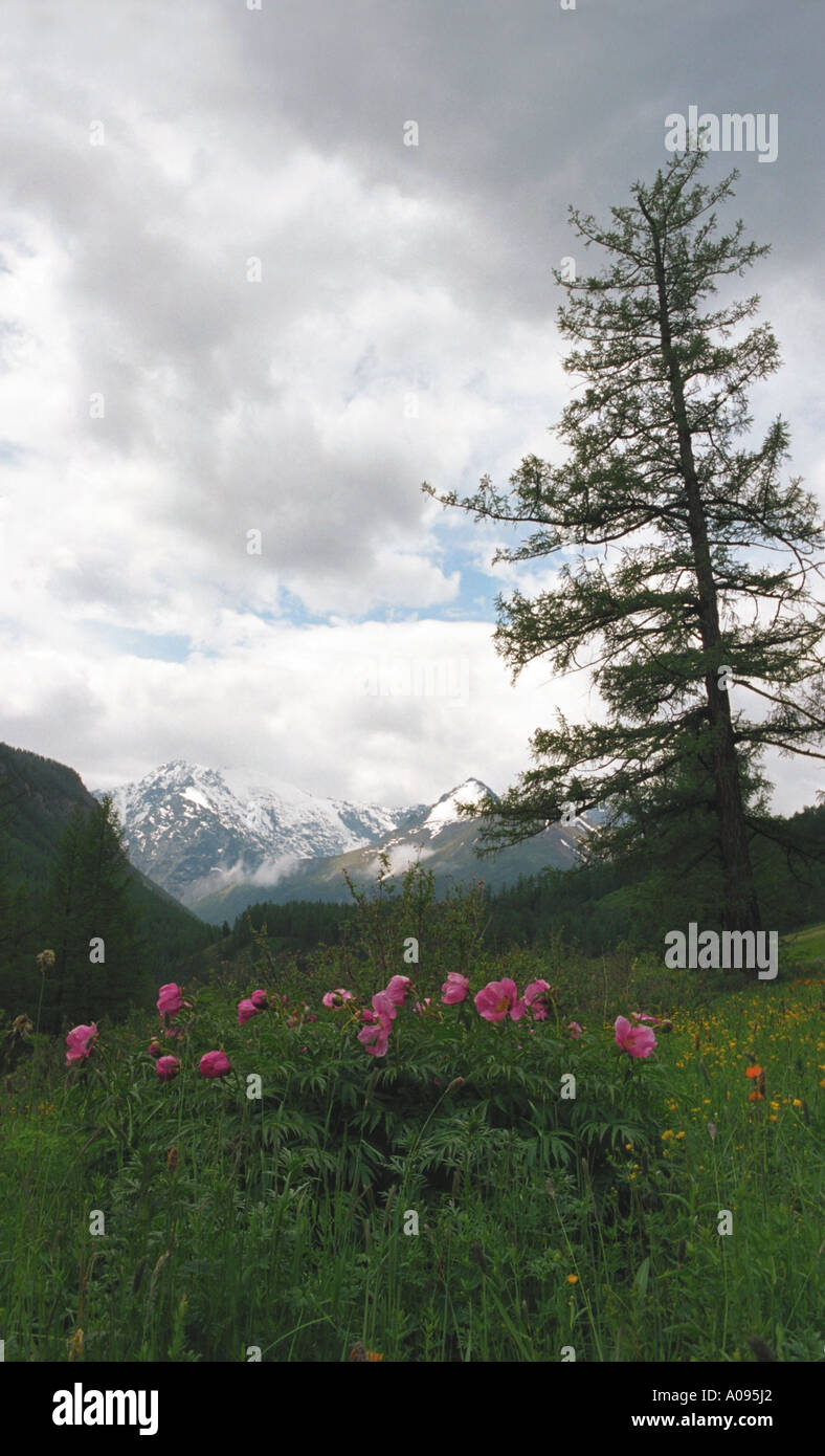 Wild peonies in mountains. Paeonia anomala. The Northern Chuya Range ...