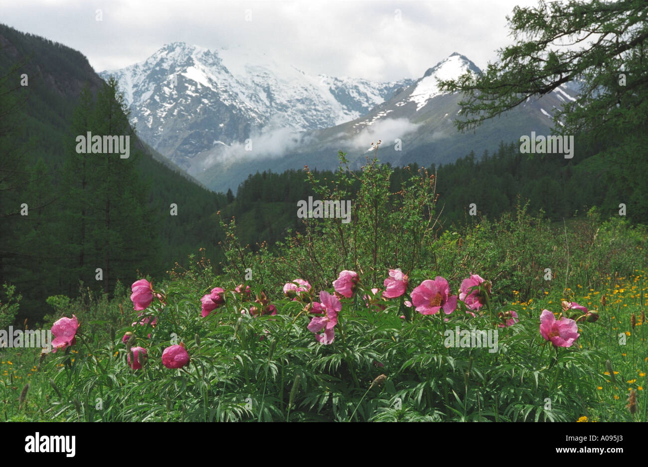 Peonies in mountains hi-res stock photography and images - Alamy