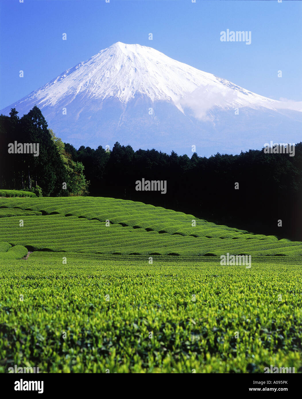 Mt Fuji with Tea Fields in Shizuoka Stock Photo - Alamy