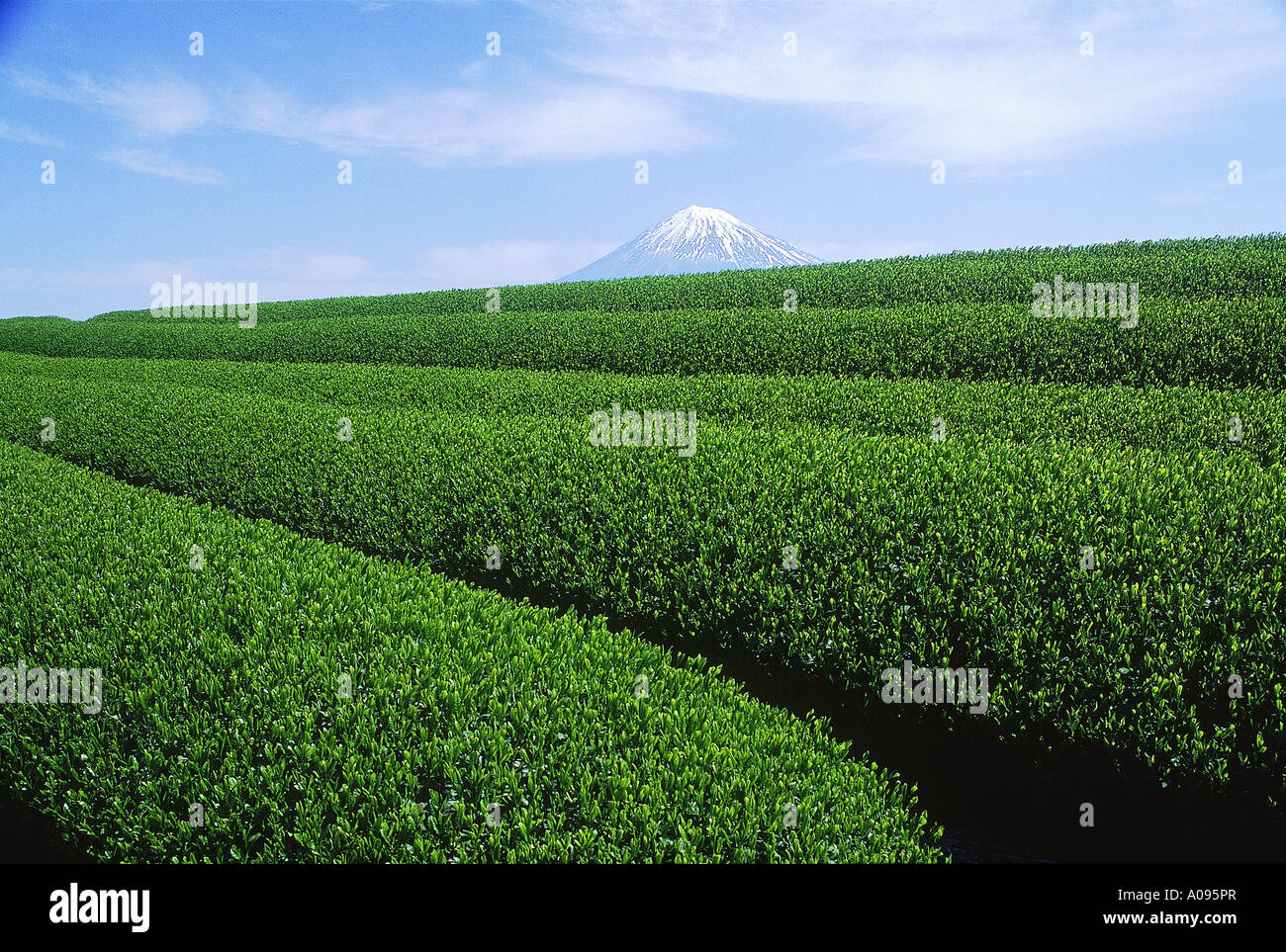 Tea fields japan hi-res stock photography and images - Alamy
