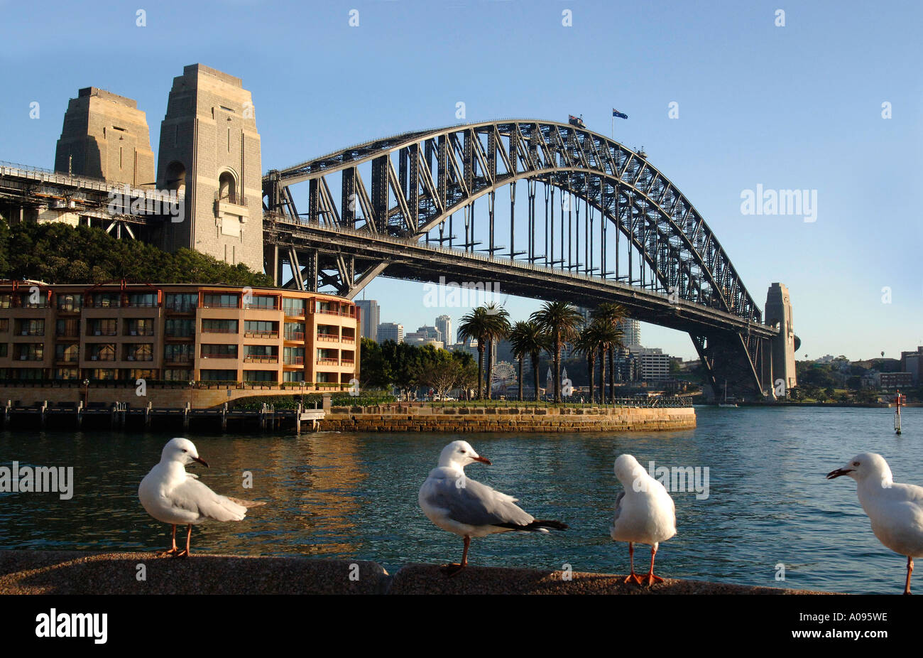 The arch of Sydney Harbour Bridge seagulls in foreground Stock Photo ...