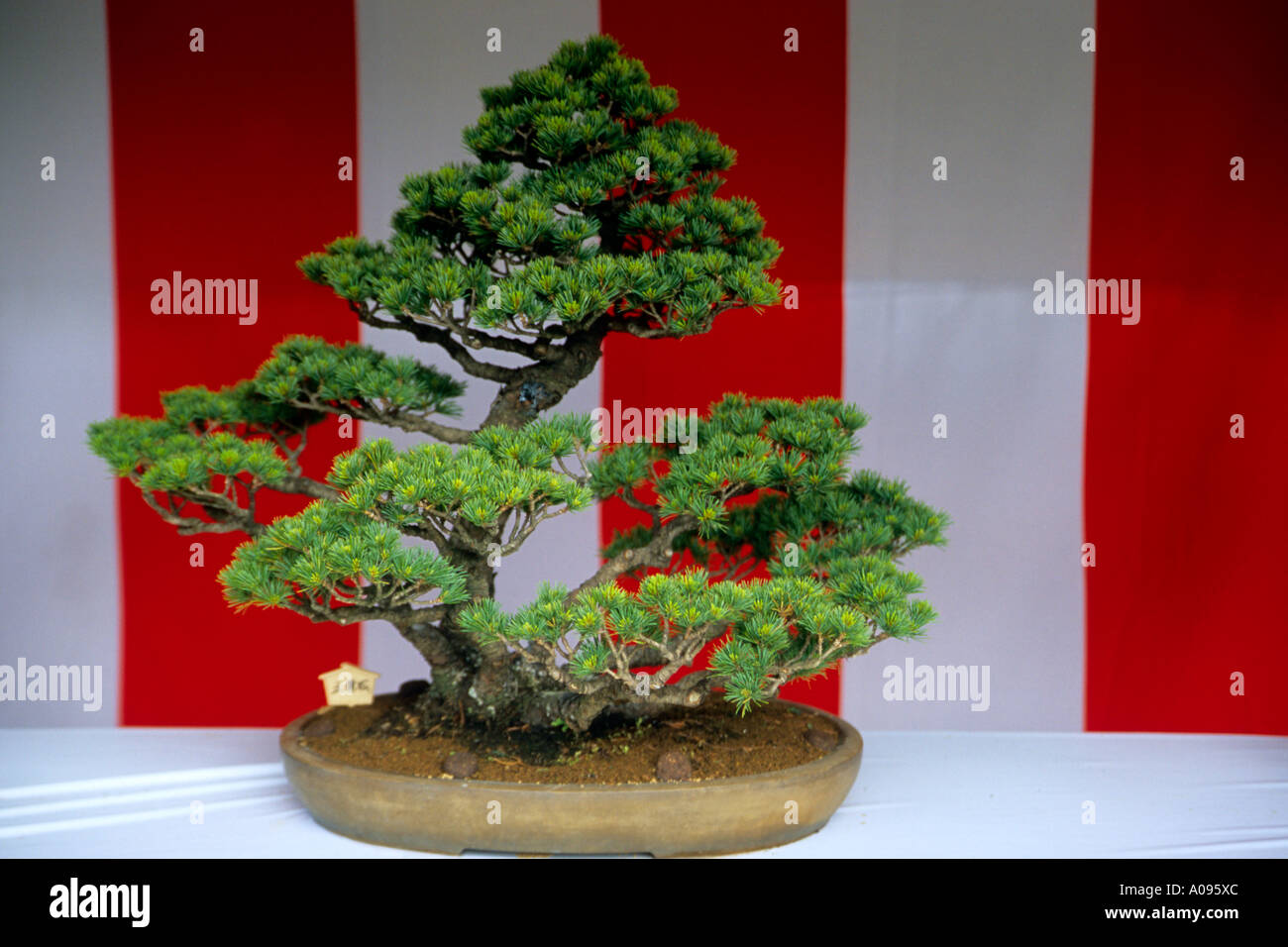 Japan Tokyo bonsai Stock Photo - Alamy