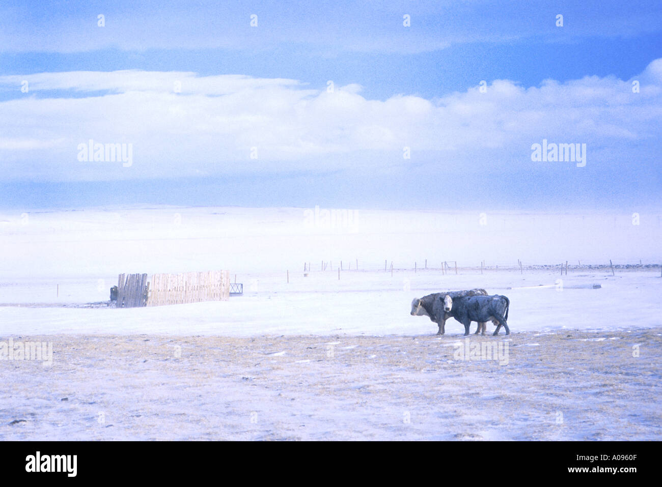 prairie blizzard and snowstorm with cattle standing in open prairie ...