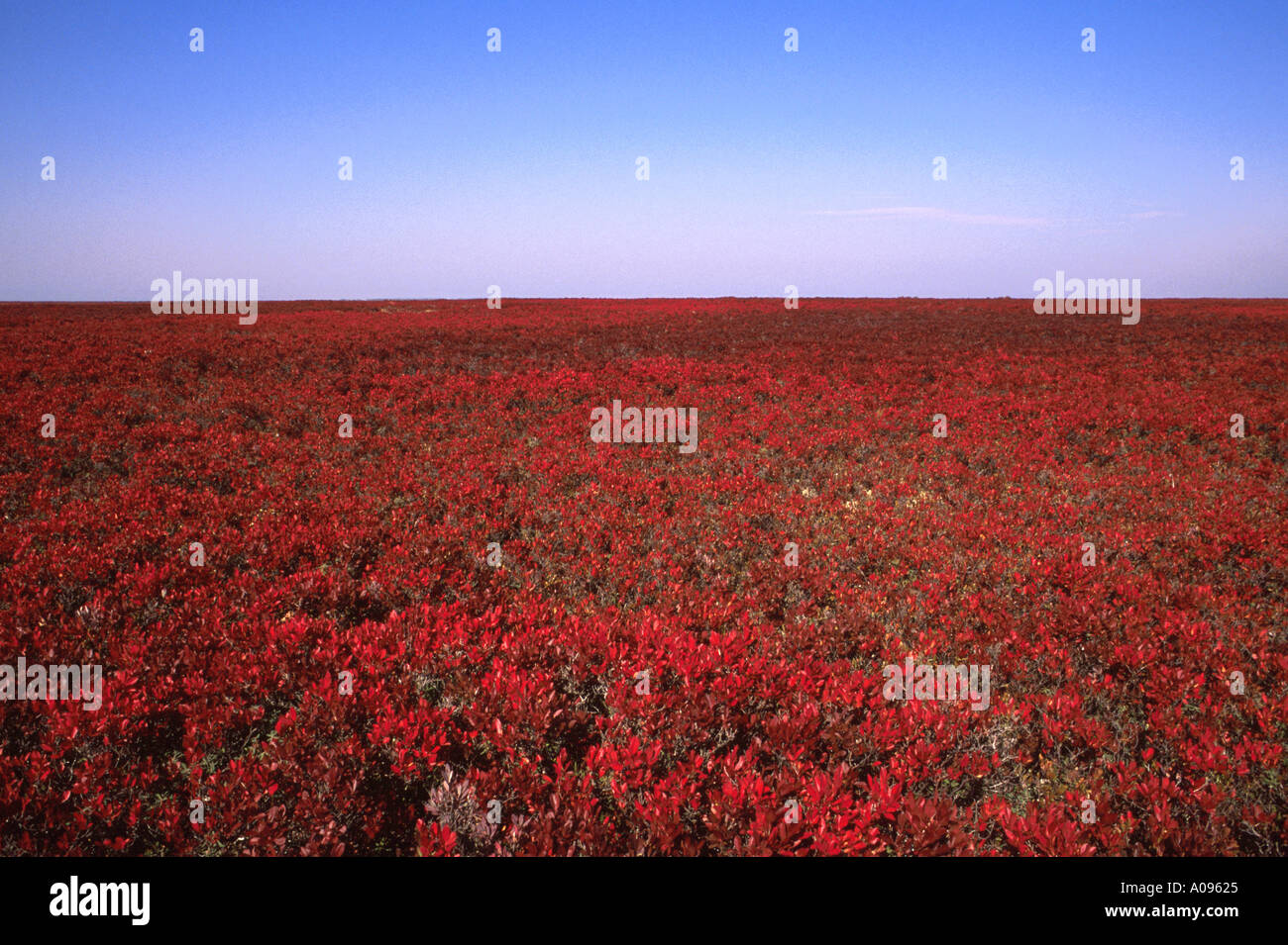 Peat bog new brunswick hi-res stock photography and images - Alamy