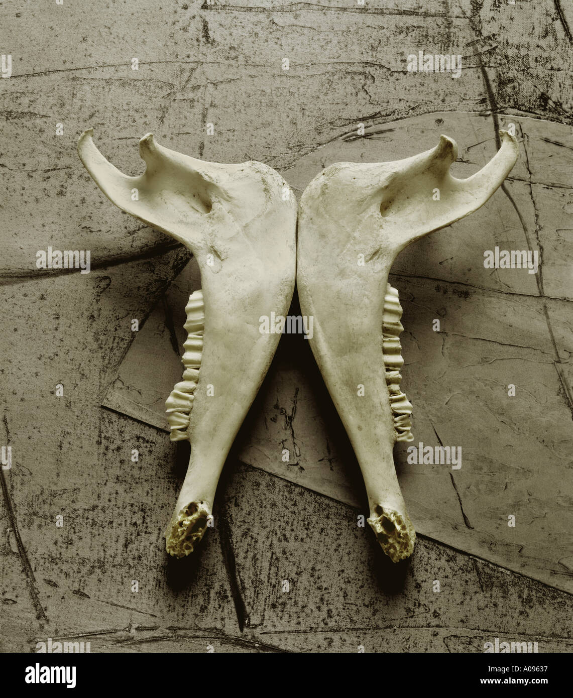 Jaw Bones Cow Stock Photo - Alamy