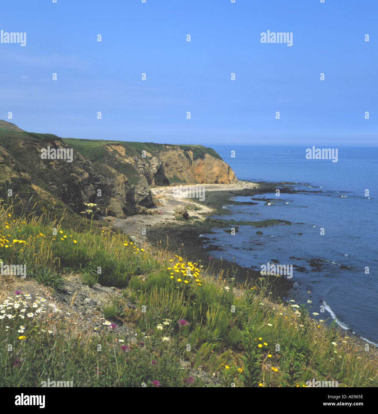 Magnesian limestone cliffs, beach cliff top flowers, Beacon Point near ...
