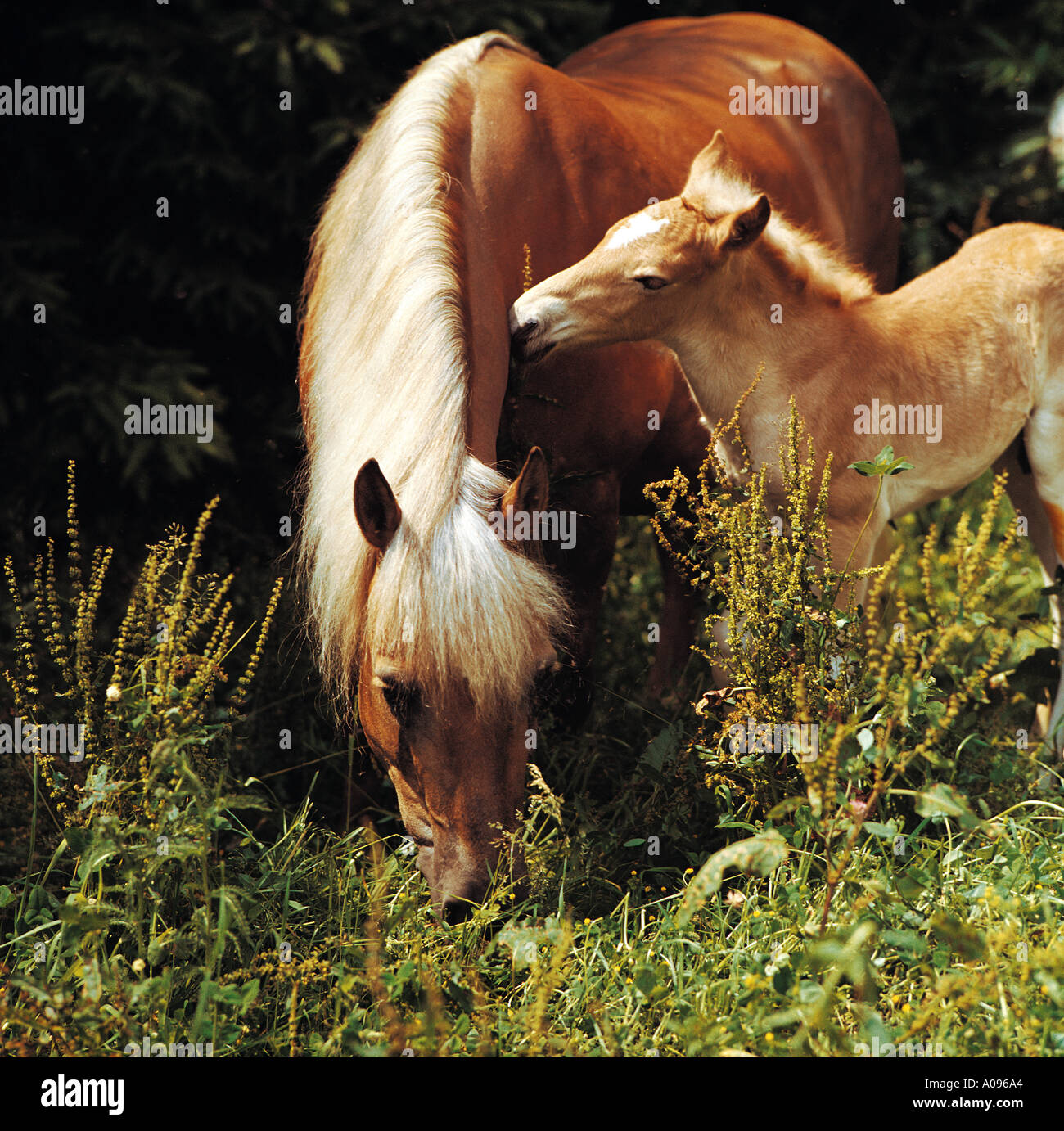 Baby horse mother love hi-res stock photography and images - Alamy