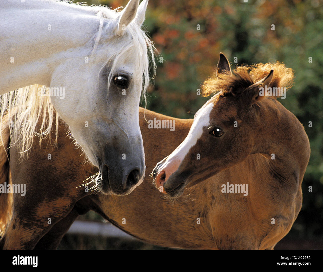 Kone horses hi-res stock photography and images - Alamy
