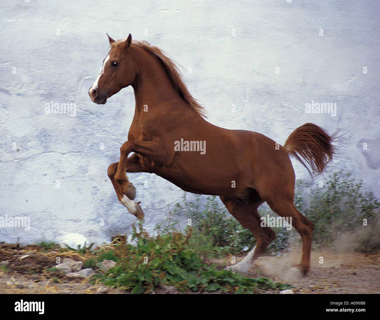 kone 10 horse jumping Stock Photo - Alamy