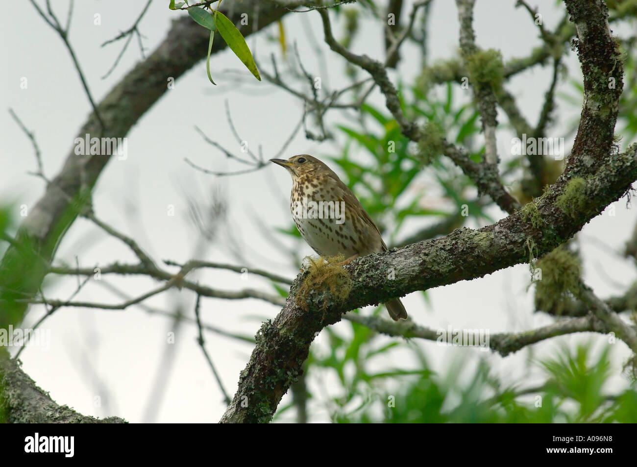 Spotted Thrush in a tree Stock Photo - Alamy