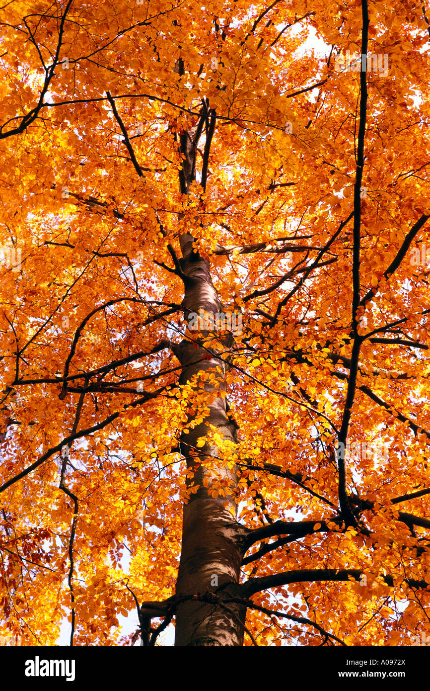 Tree in Autumn Stock Photo - Alamy