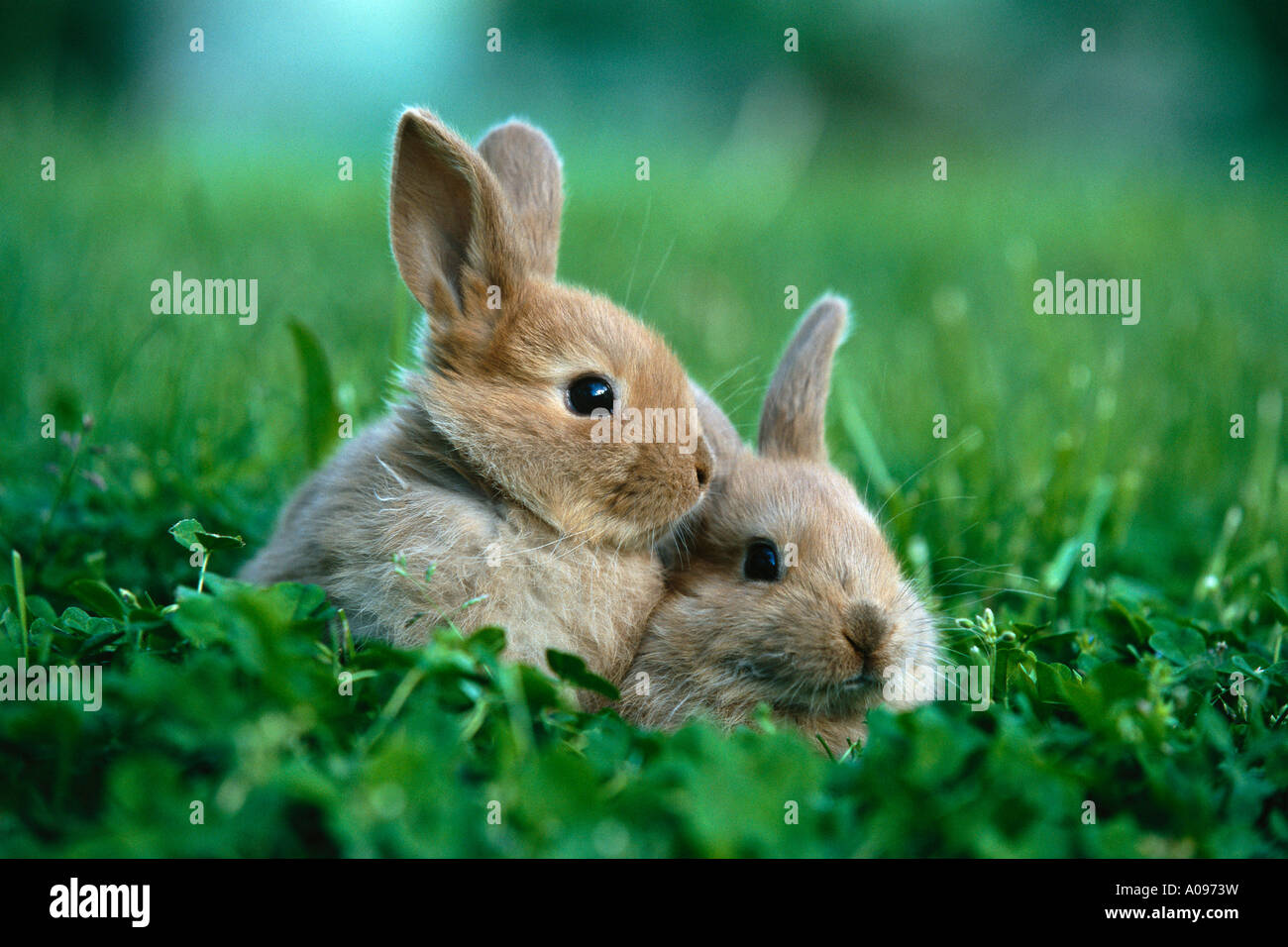 Baby hares hi-res stock photography and images - Alamy