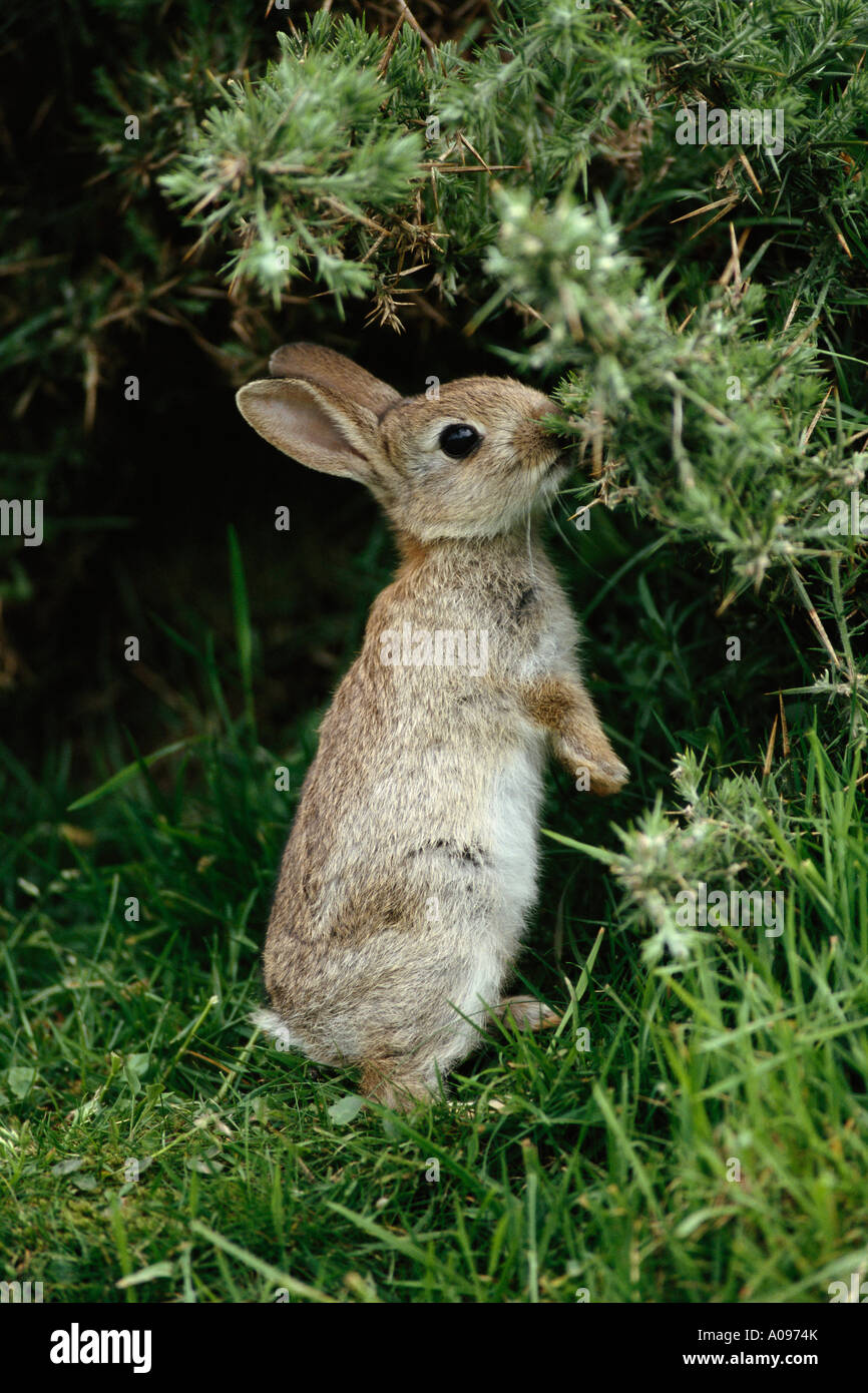 Rabbit standing on hind legs hi-res stock photography and images - Alamy