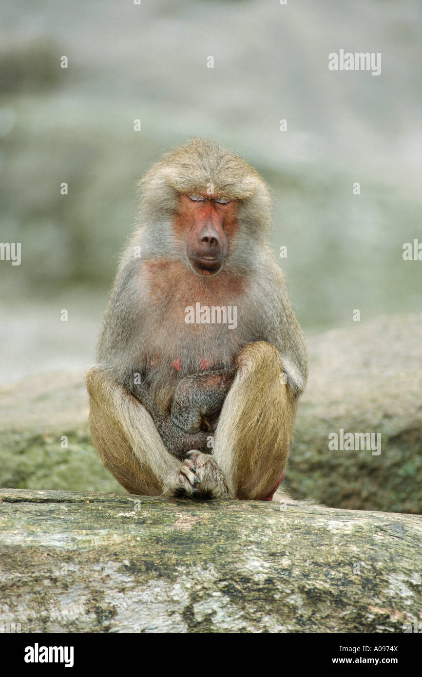 Serious baboon hi-res stock photography and images - Alamy