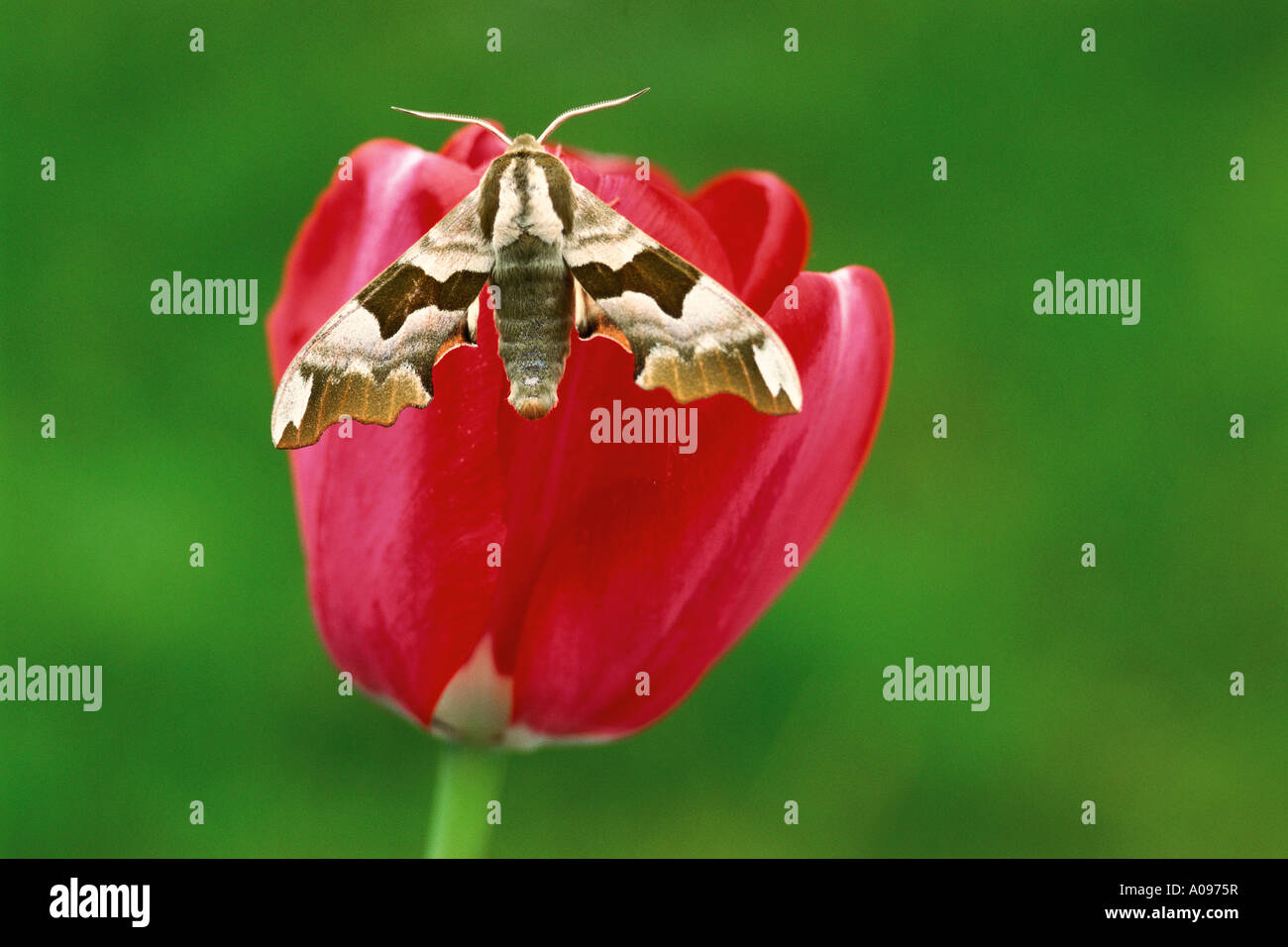 Lime Hawk Moth Stock Photo - Alamy