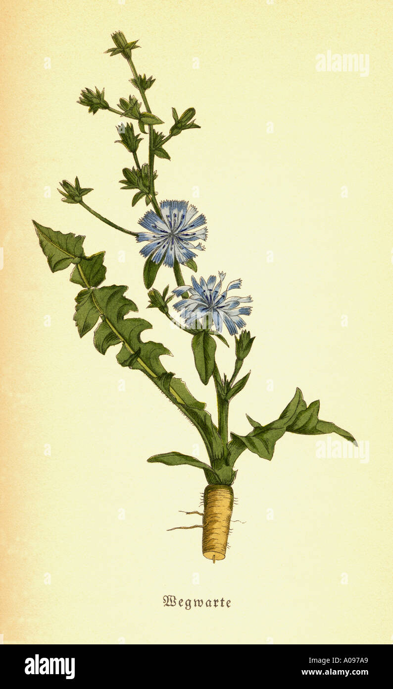 Medicinal plant Wild chicory cichorium intybus historic woodcutprint 1811 Stock Photo - Alamy