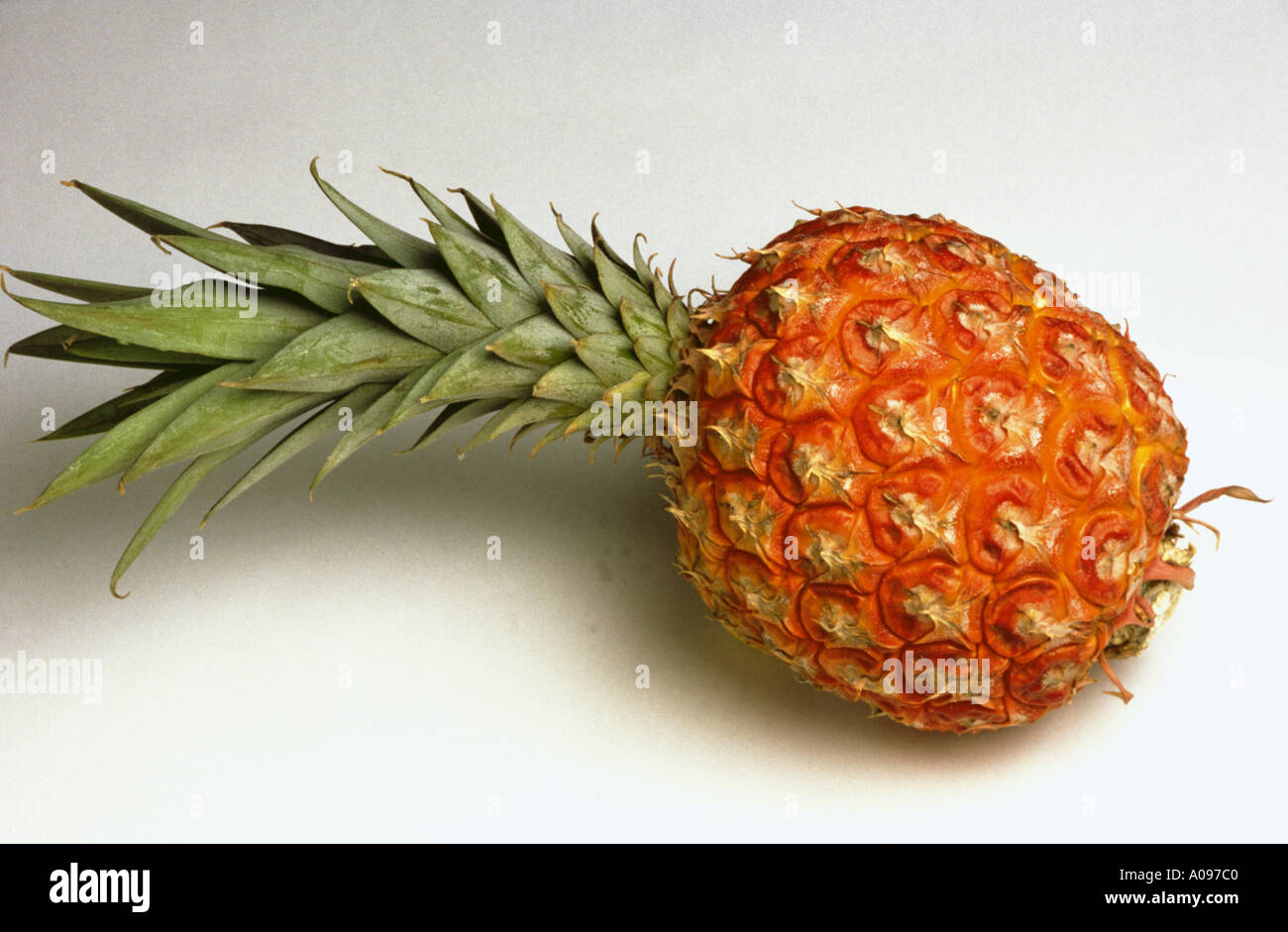 pineapple ananas comosus tropical fruit exotic orange Stock Photo - Alamy