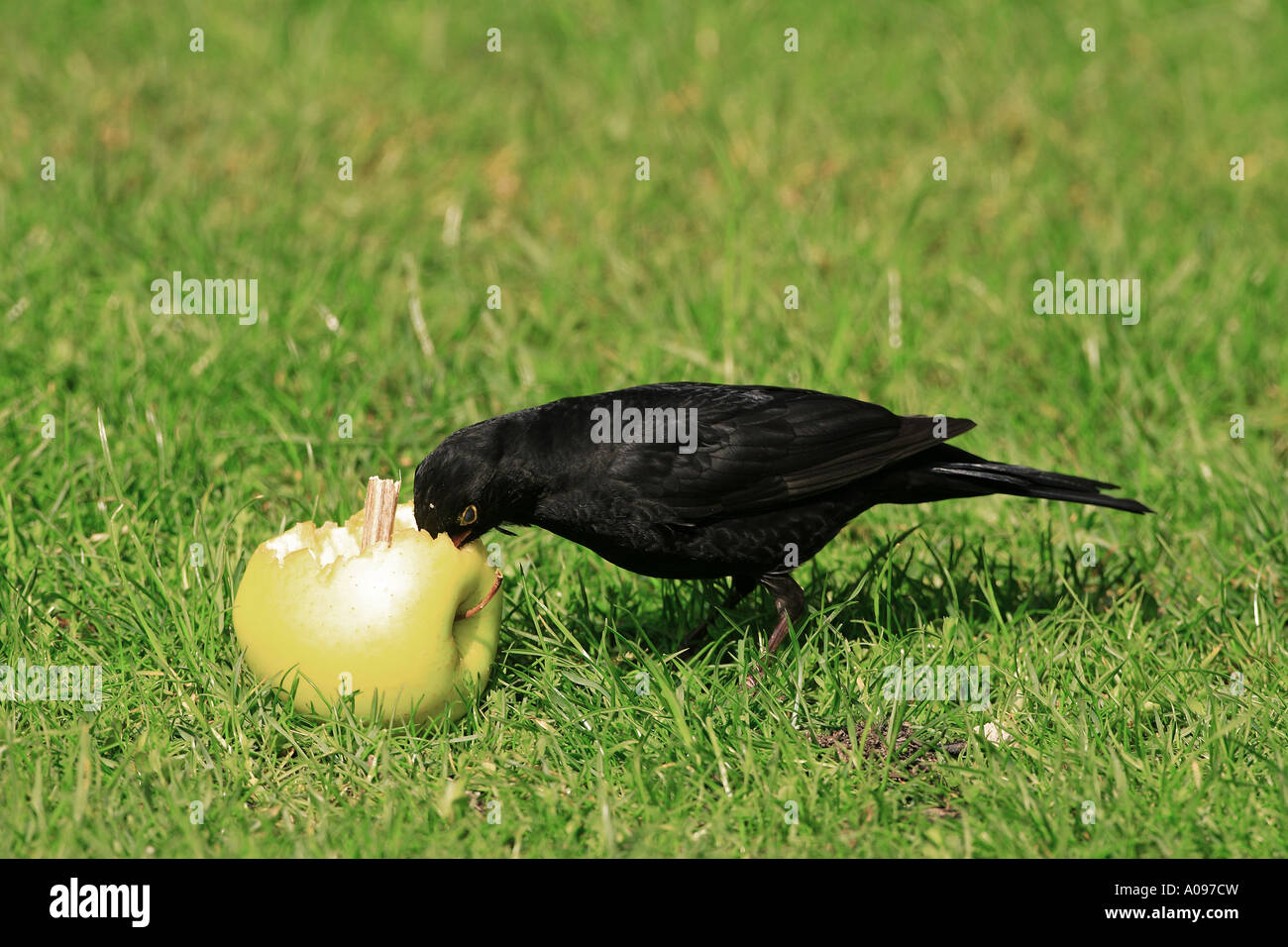 Blackbird eating apples hi-res stock photography and images - Alamy