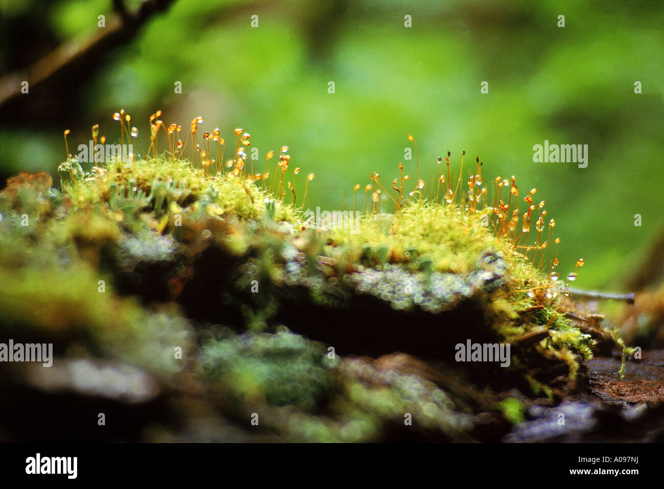 Lush green moss growing hi-res stock photography and images - Alamy