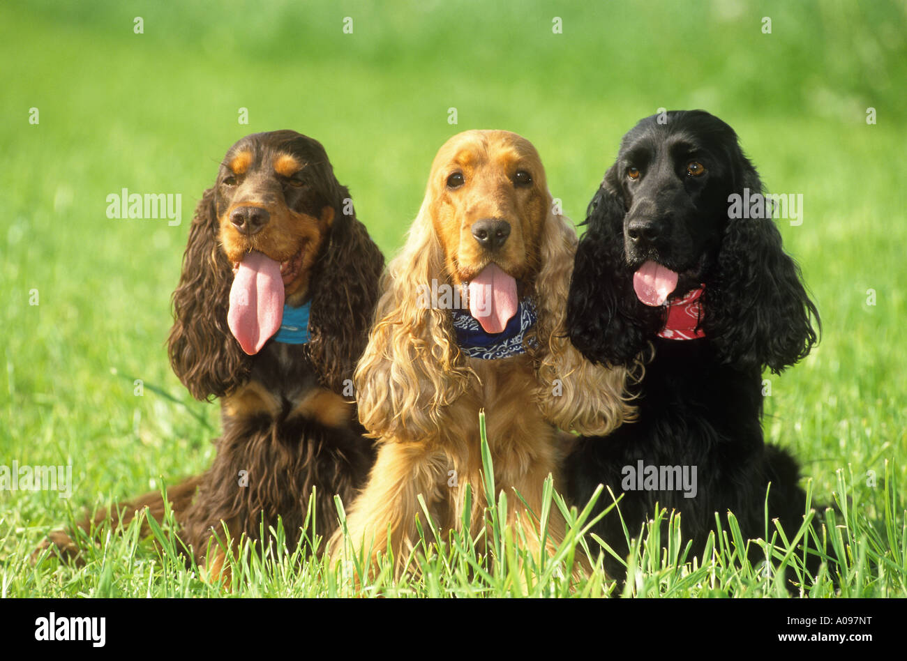 three Cocker Spaniel dogs - sitting on meadow Stock Photo - Alamy