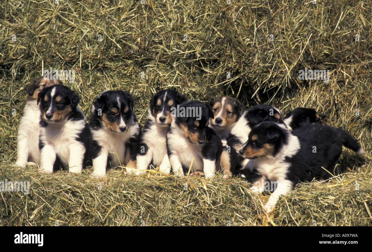 Collies babies Sheep dog collie puppies on straw bales Stock Photo - Alamy
