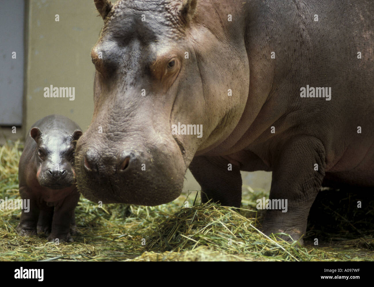 Captive hippos hi-res stock photography and images - Alamy