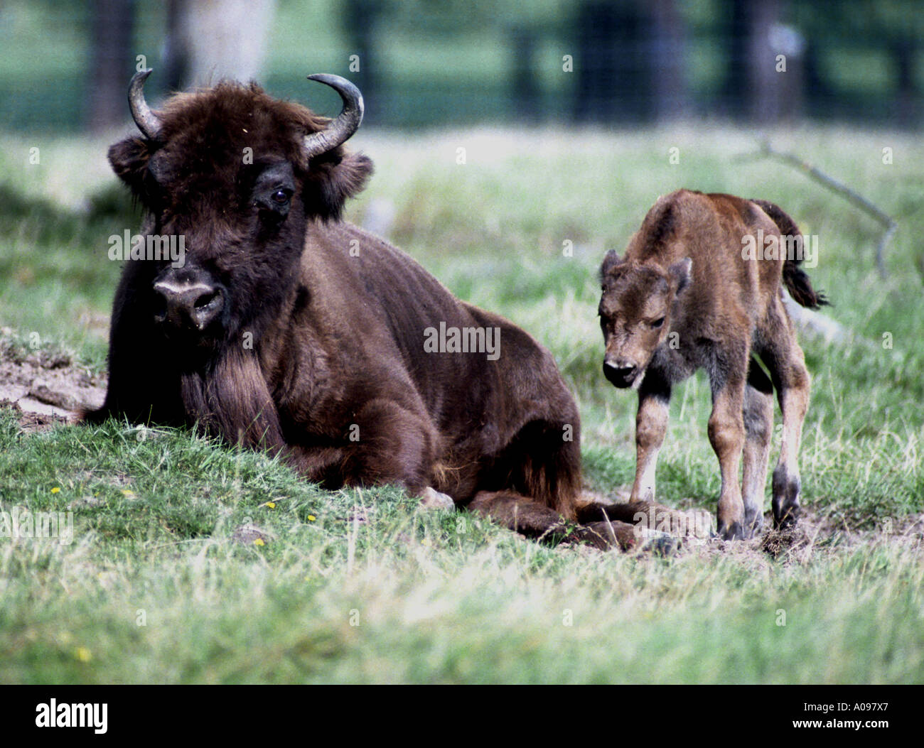 Baby wisent hi-res stock photography and images - Alamy